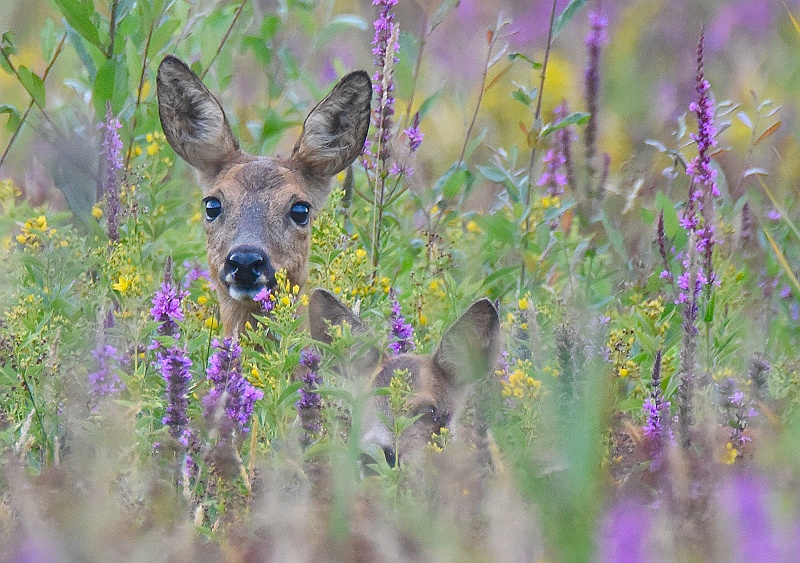 Nederpix.nl :: Nederpix.nl :: View nature picture - Capreolus capreolus ...