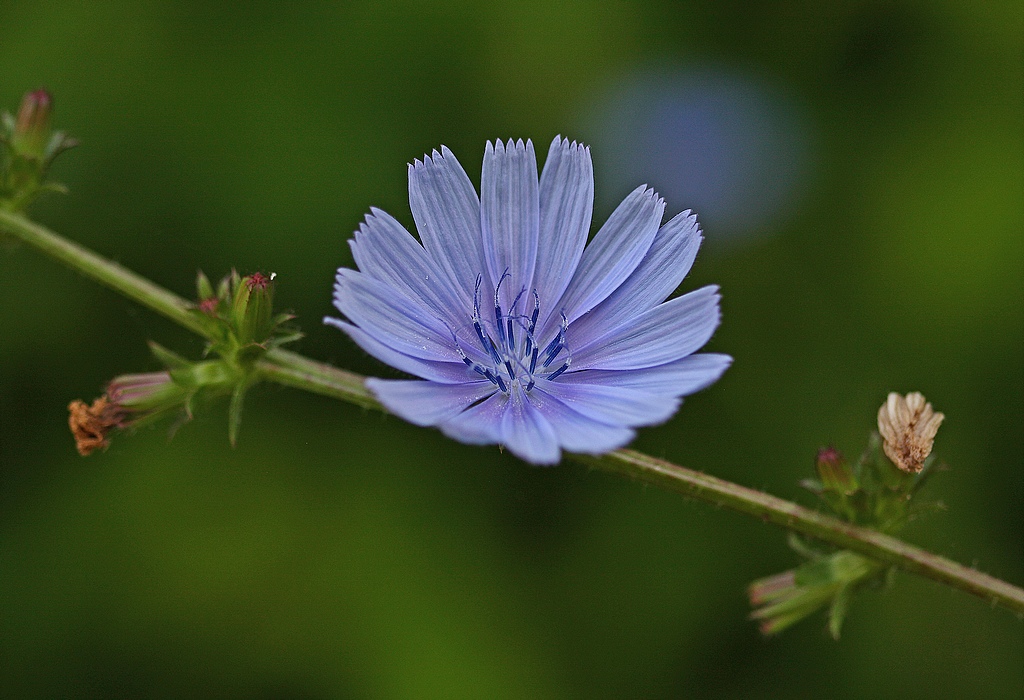 Nederpix.nl :: Nederpix.nl :: View nature picture - Cichorium intybus ...