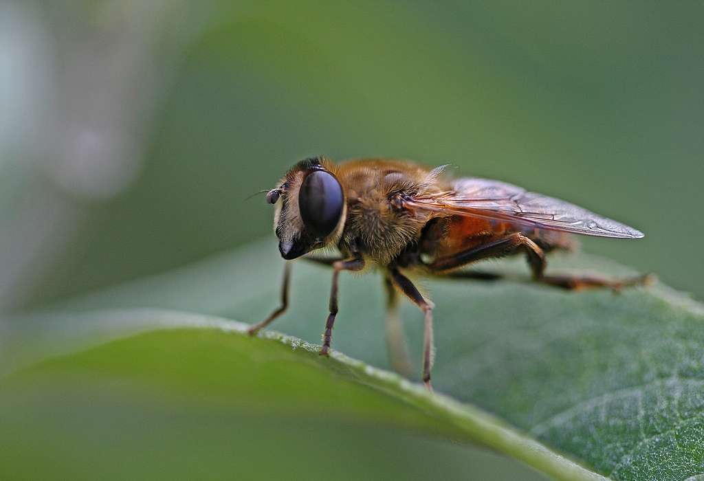 Nederpix.nl :: Nederpix.nl :: View nature picture - Eristalis tenax ...
