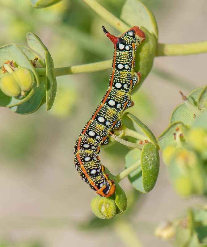 Nederpix.nl :: Nederpix.nl :: View nature picture - Hyles euphorbiae ...