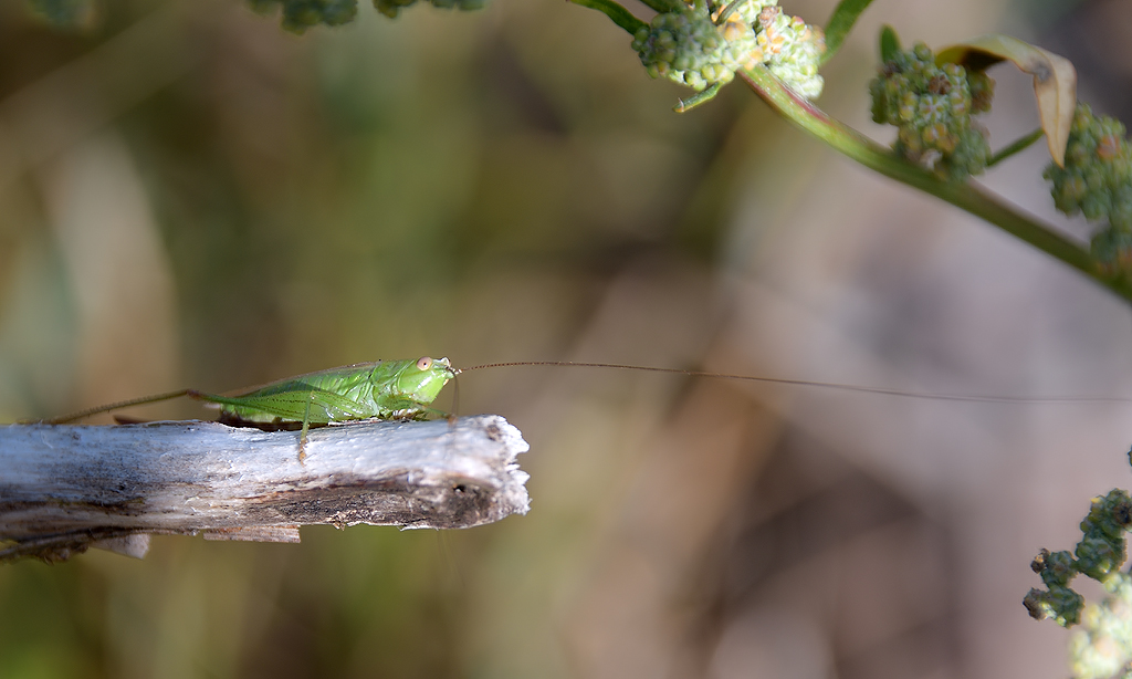 Nederpix.nl :: Nederpix.nl :: View nature picture - Conocephalus ...