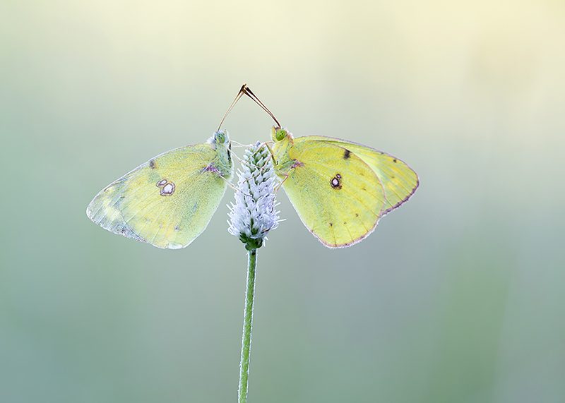 Nederpix.nl :: Nederpix.nl :: View nature picture - Colias hyale / Gele ...