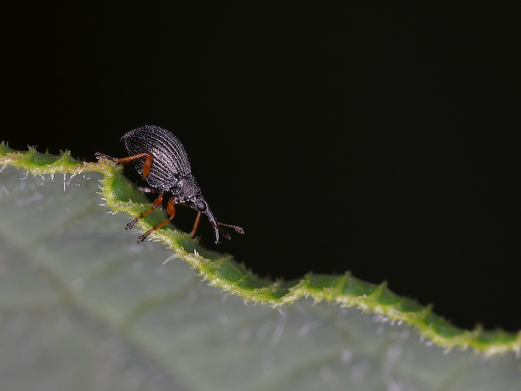 Nederpix.nl :: Nederpix.nl :: View nature picture - Protapion fulvipes ...