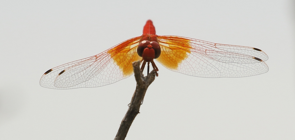Nederpix.nl :: Nederpix.nl :: View nature picture - Trithemis kirbyi ...