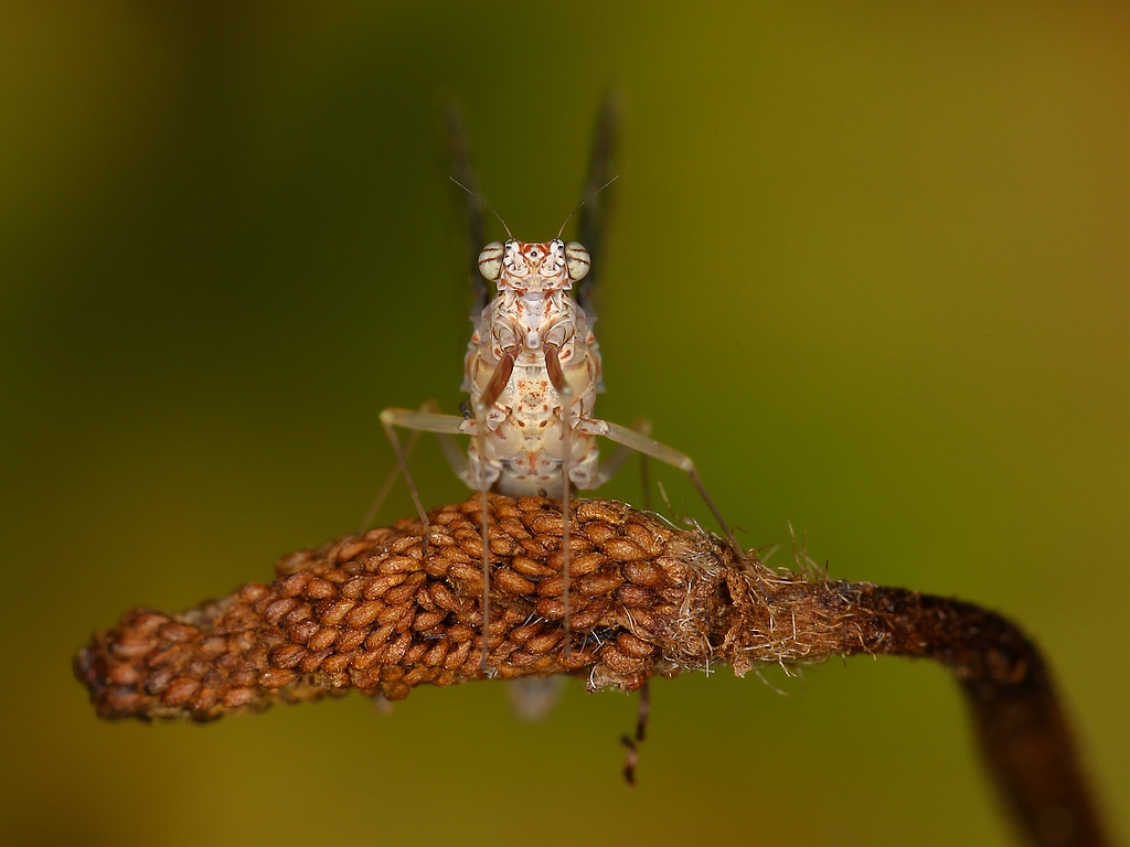 Nederpix.nl :: Nederpix.nl :: View nature picture - Cloeon dipterum ...