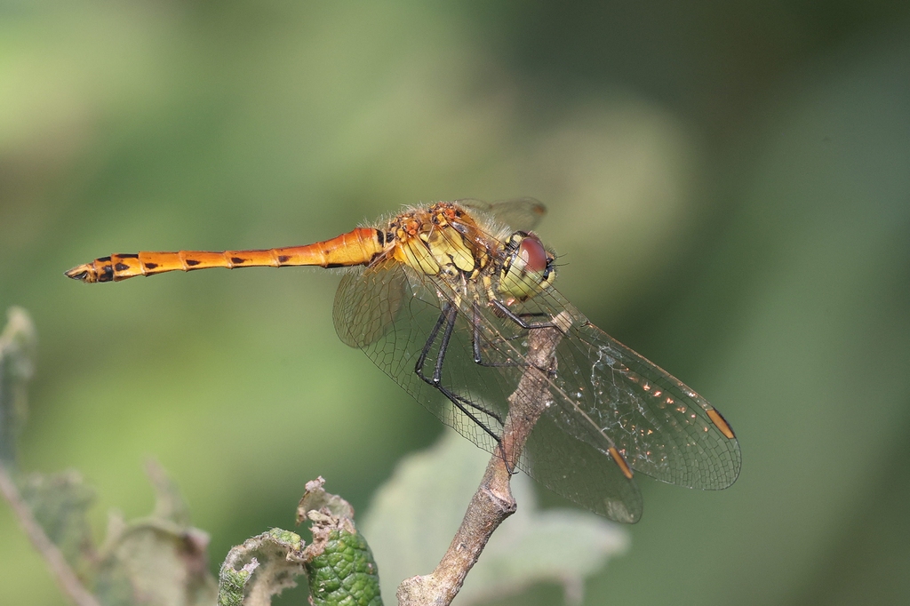 Nederpix.nl :: Nederpix.nl :: View nature picture - Sympetrum ...