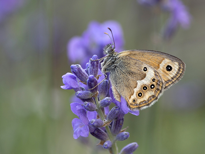 Nederpix.nl :: Nederpix.nl :: View nature picture - Coenonympha dorus ...