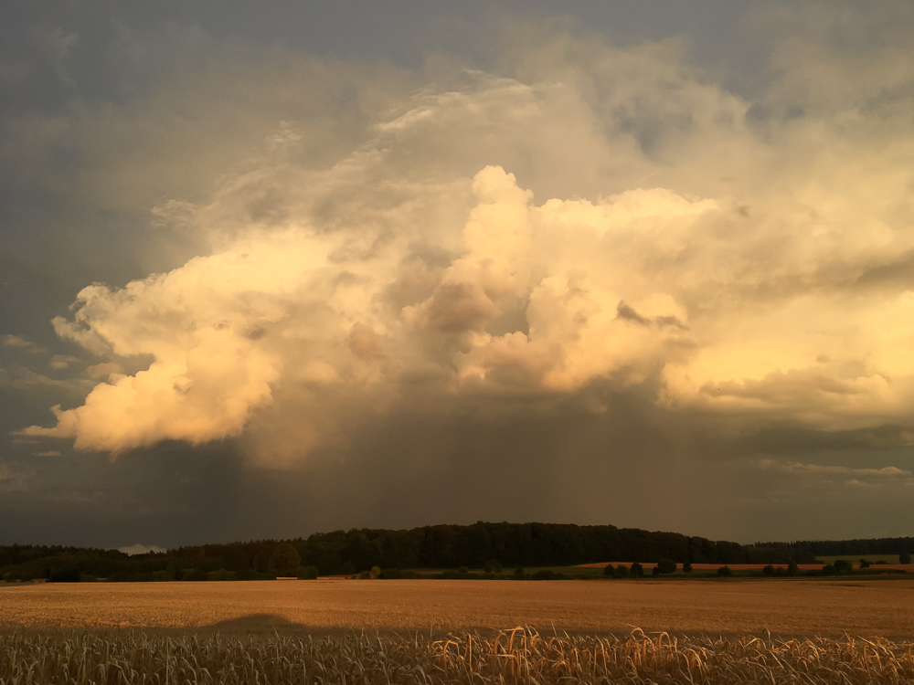 Nederpix.nl :: Nederpix.nl :: View nature picture - / Gouden Regenbui ...