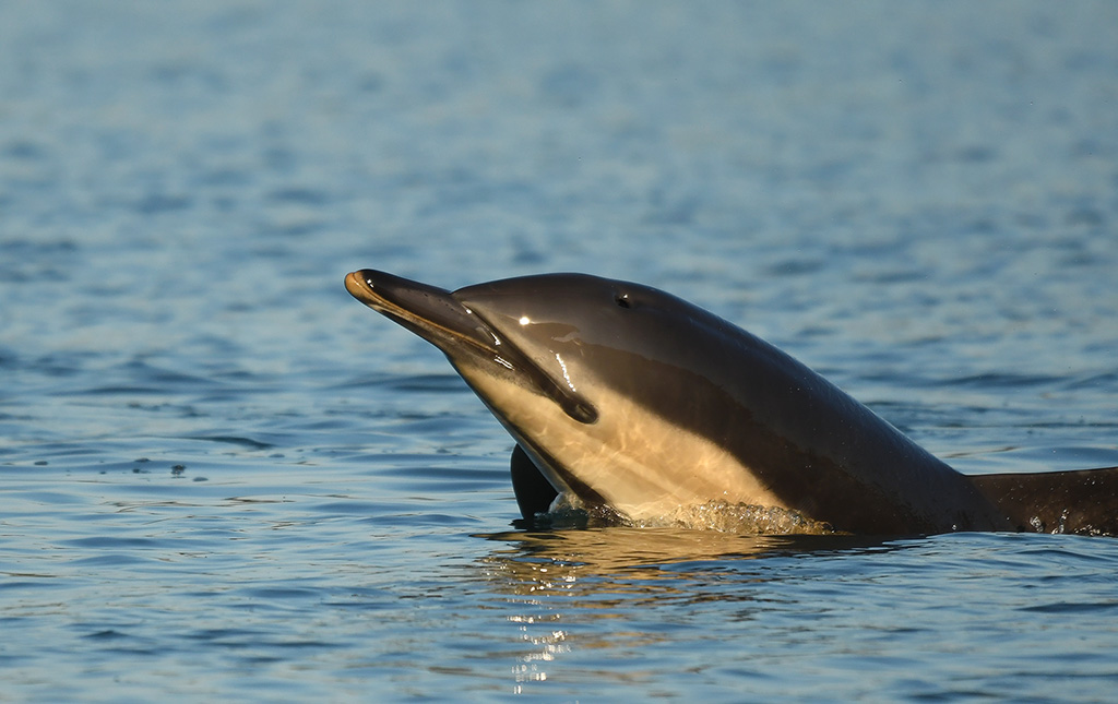 Nederpix.nl :: Nederpix.nl :: View nature picture - Delphinus delphis ...