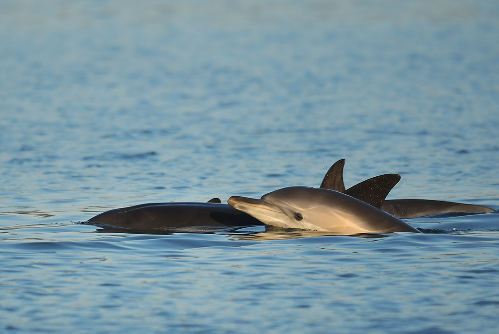 Nederpix.nl :: Nederpix.nl :: View nature picture - Tursiops truncatus ...