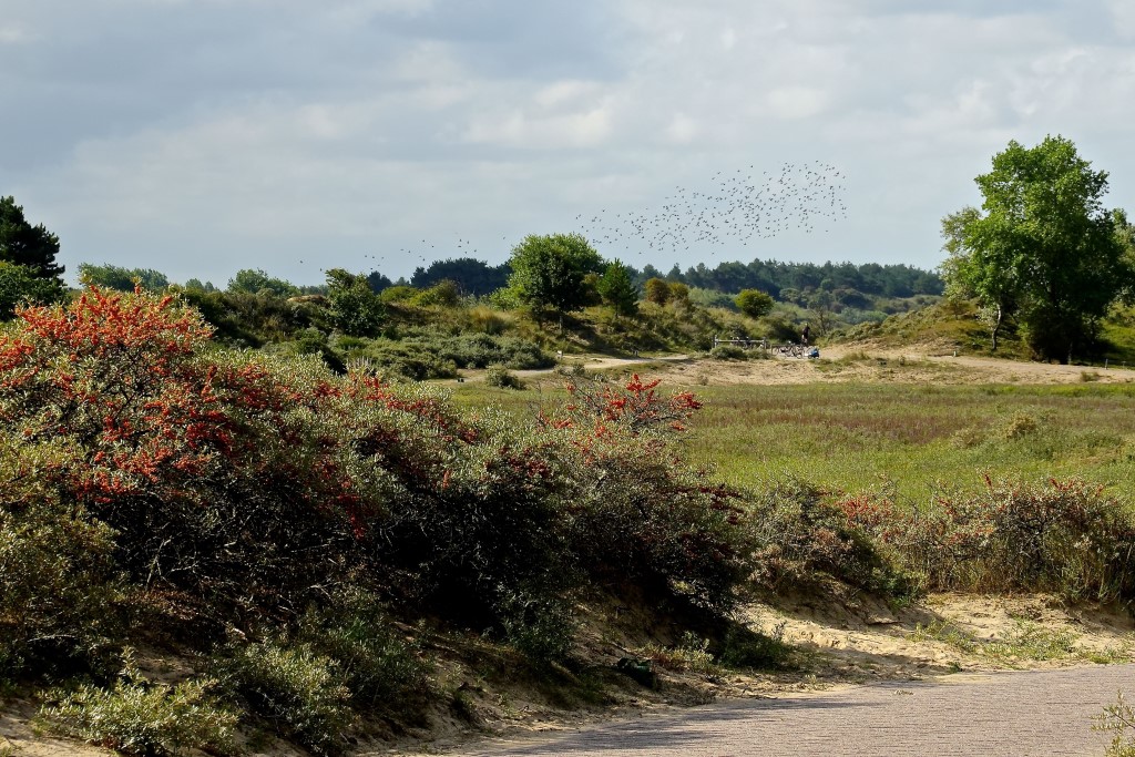 Nederpix.nl :: Nederpix.nl :: View nature picture - / Duinlandschap met ...