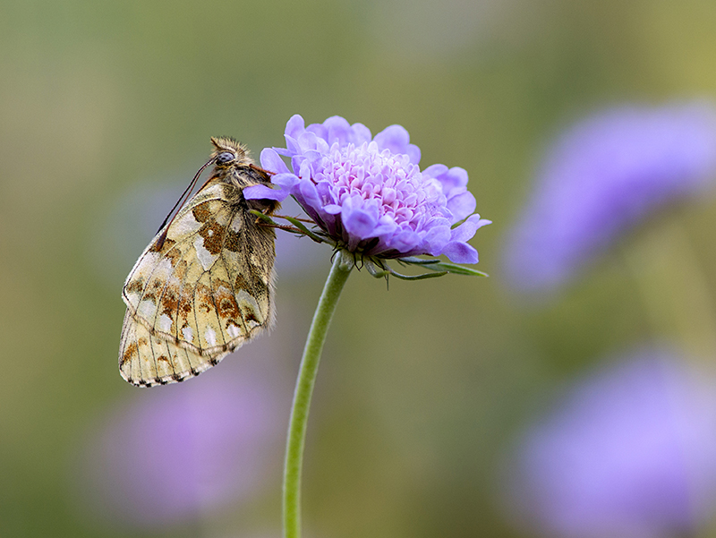 Nederpix.nl :: Nederpix.nl :: View nature picture - Boloria napaea ...