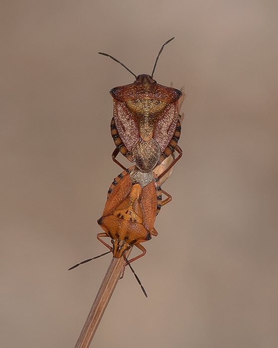 Nederpix.nl :: Nederpix.nl :: View nature picture - Carpocoris ...