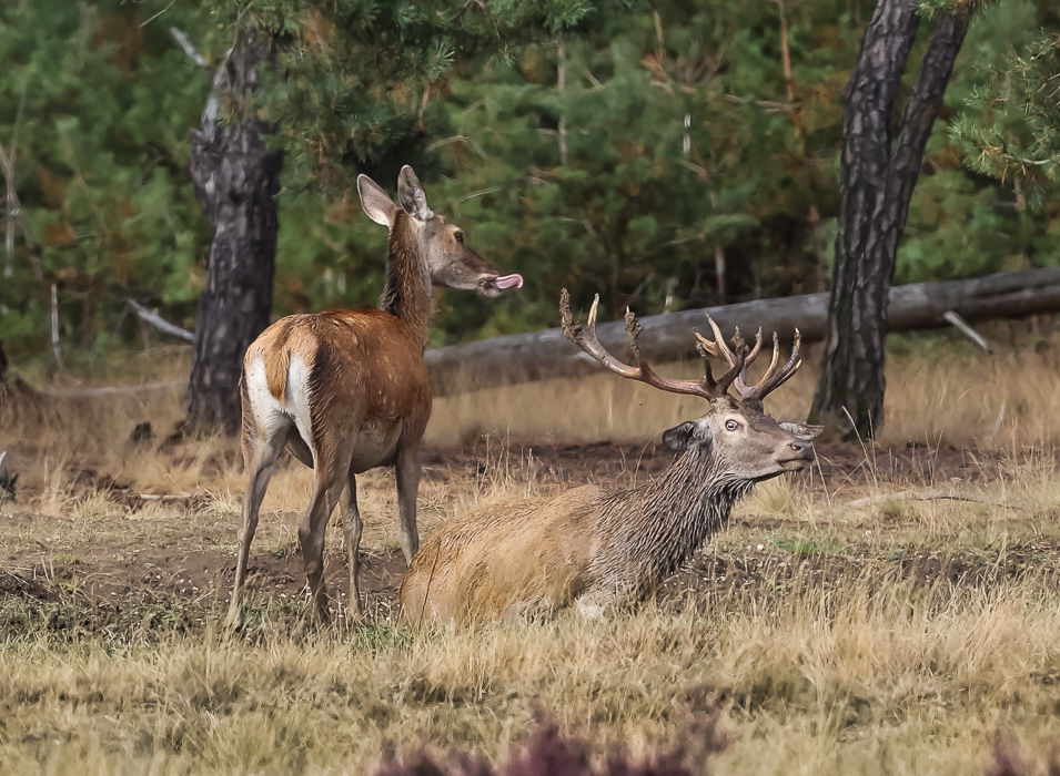 Nederpix.nl :: Nederpix.nl :: View nature picture - Cervus elaphus ...