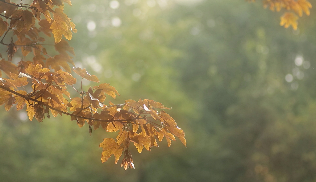 Nederpix.nl :: Nederpix.nl :: View nature picture - Acer pseudoplatanus ...