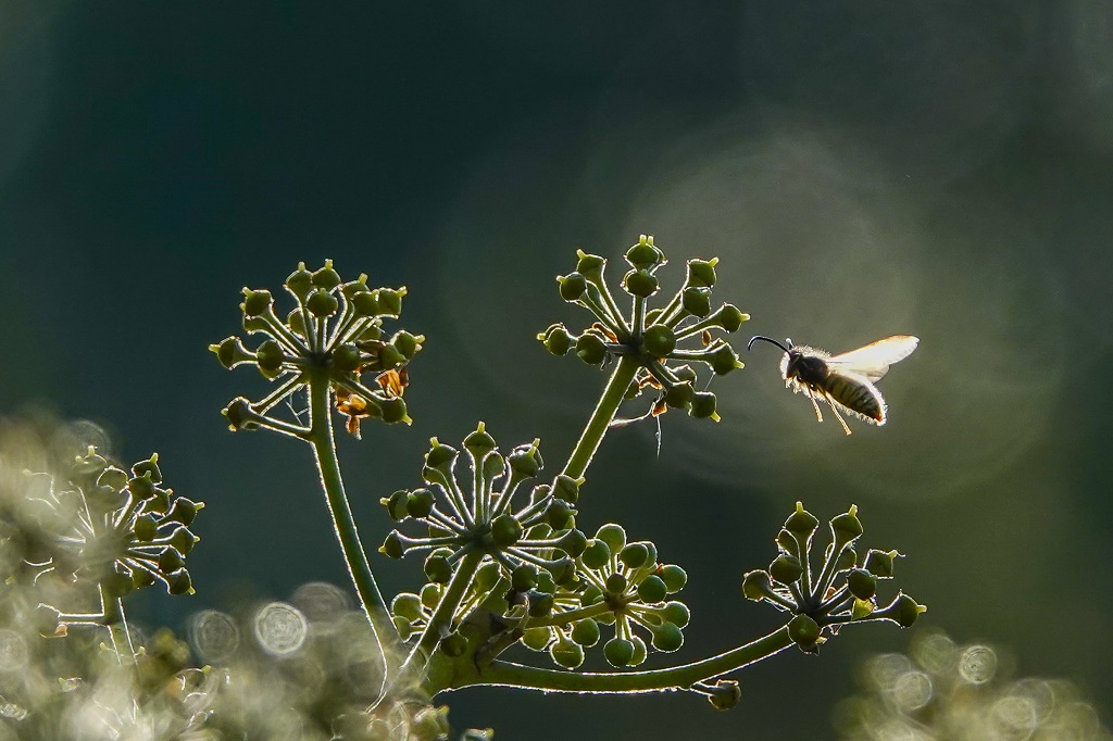 Nederpix.nl :: Nederpix.nl :: View nature picture - Vespula vulgaris ...