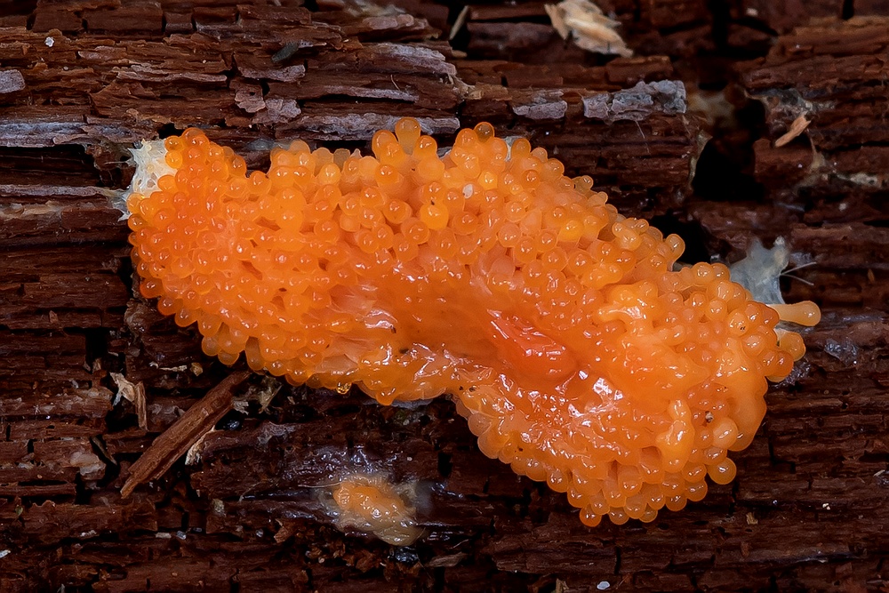 Nederpix.nl :: Nederpix.nl :: View nature picture - Tubifera ...