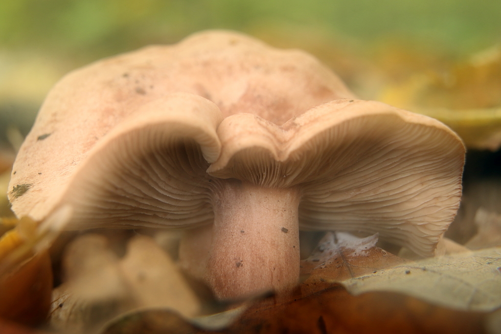 Nederpix.nl :: Nederpix.nl :: View nature picture - Lactarius quietus ...