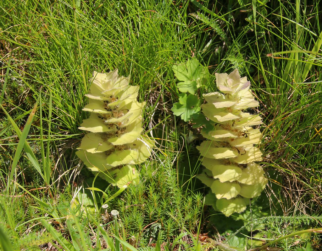 Nederpix.nl :: Nederpix.nl :: View nature picture - Ajuga pyramidalis ...