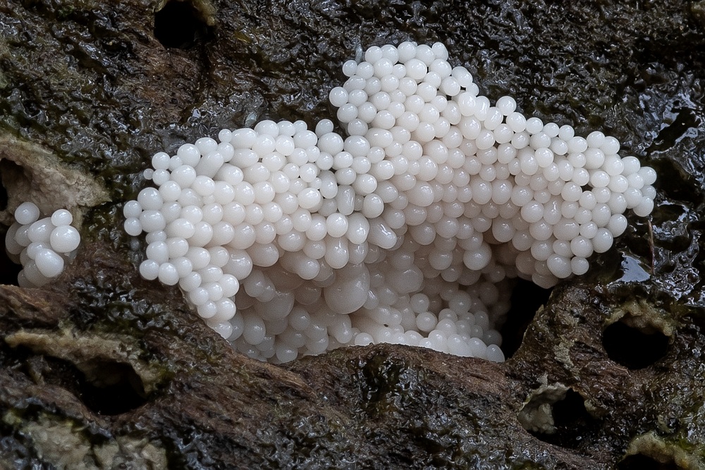 Nederpix.nl :: Nederpix.nl :: View nature picture - Mycetozoa sp ...