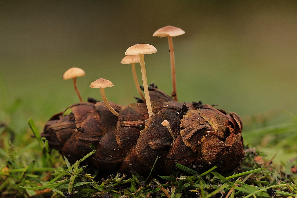 Nederpix.nl :: Nederpix.nl :: View nature picture - Baeospora myosura ...