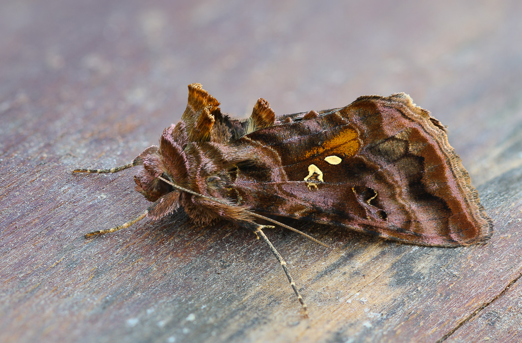 Nederpix.nl :: Nederpix.nl :: View nature picture - Autographa ...