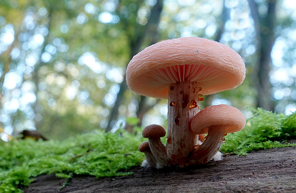Nederpix.nl :: Nederpix.nl :: View nature picture - Rhodotus palmatus ...