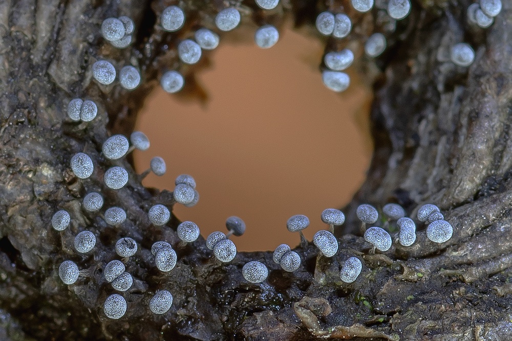 Nederpix.nl :: Nederpix.nl :: View nature picture - Physarum sp ...