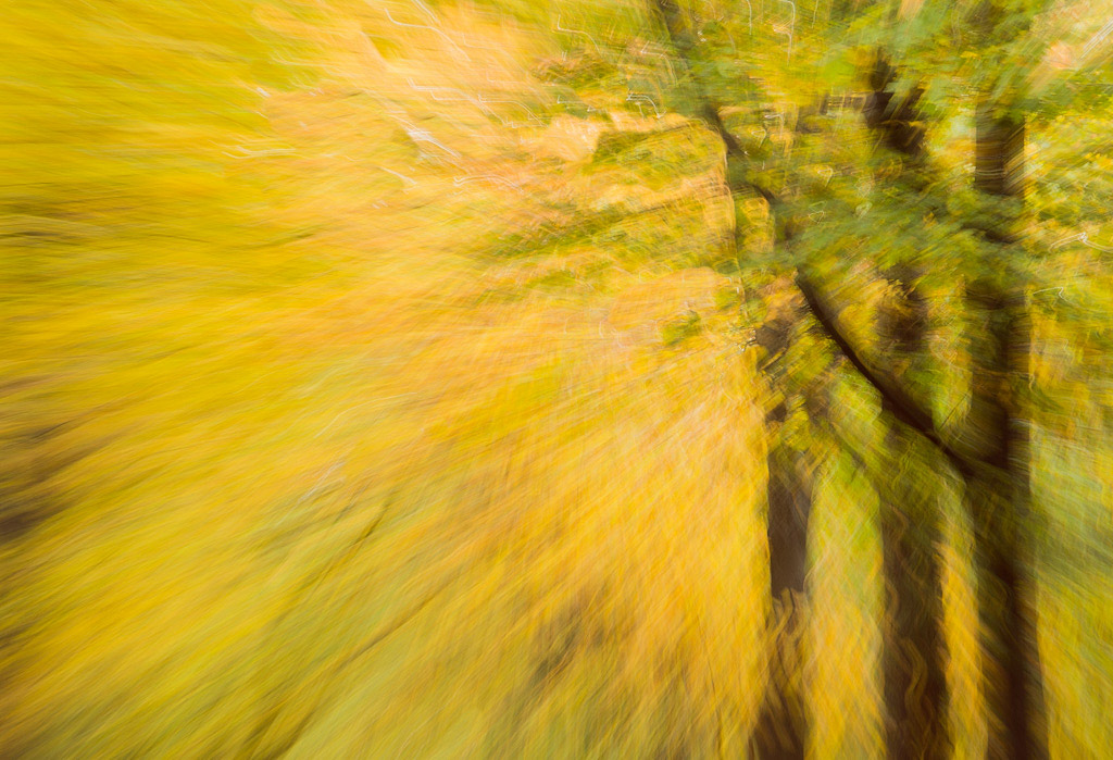 Nederpix.nl :: Nederpix.nl :: View nature picture - / Herfst bos / Fall ...
