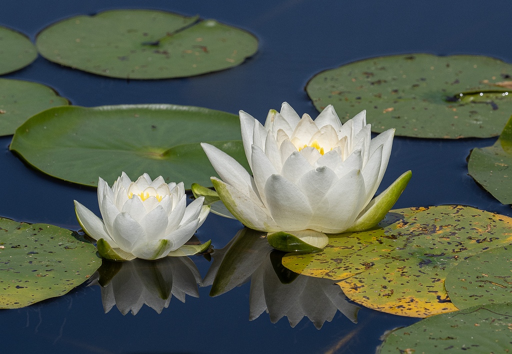 Nederpix.nl :: Nederpix.nl :: View nature picture - Nymphaea alba ...