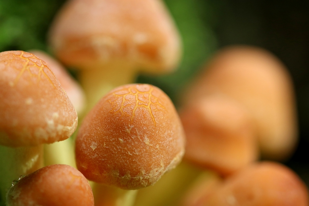 Nederpix.nl :: Nederpix.nl :: View nature picture - Hypholoma ...