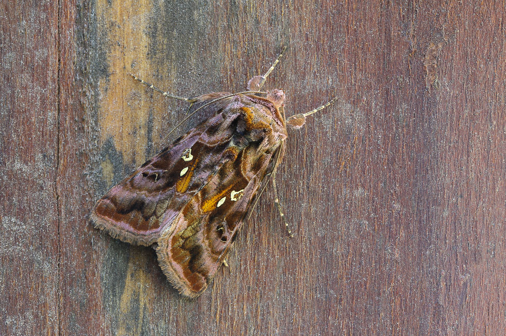 Nederpix.nl :: Nederpix.nl :: View nature picture - Autographa ...