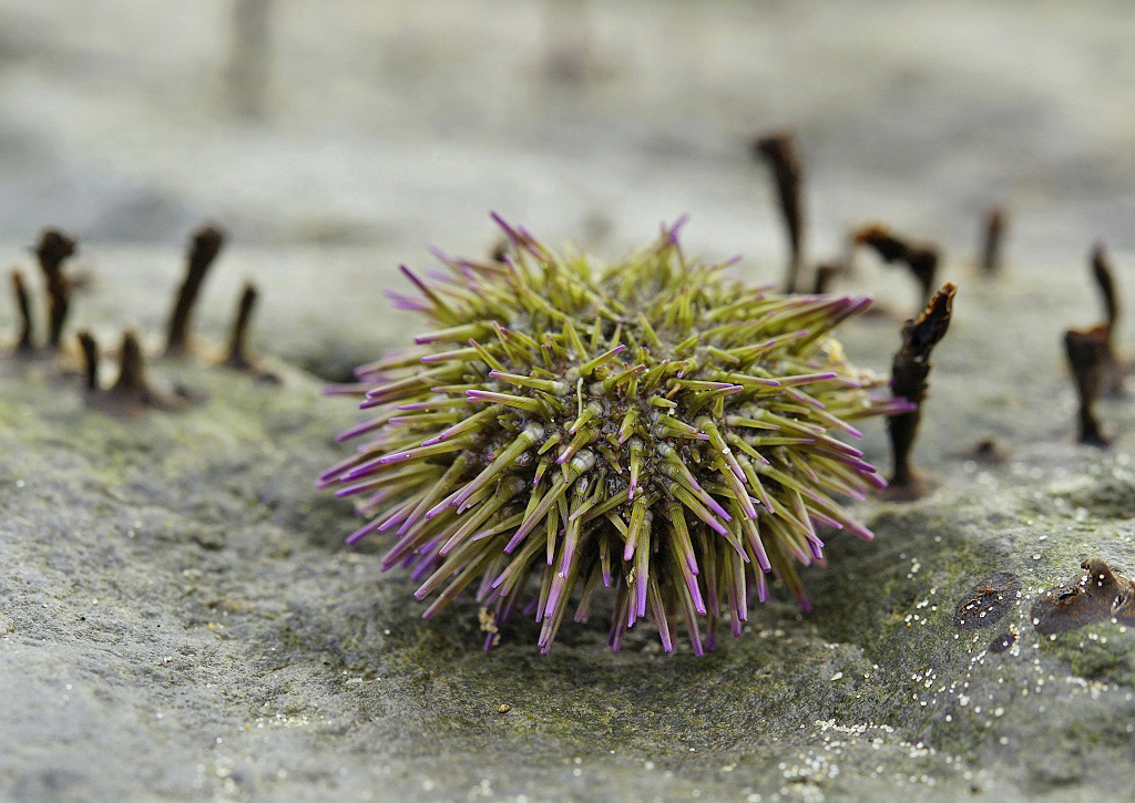 Nederpix.nl :: Nederpix.nl :: View nature picture - Psammechinus ...