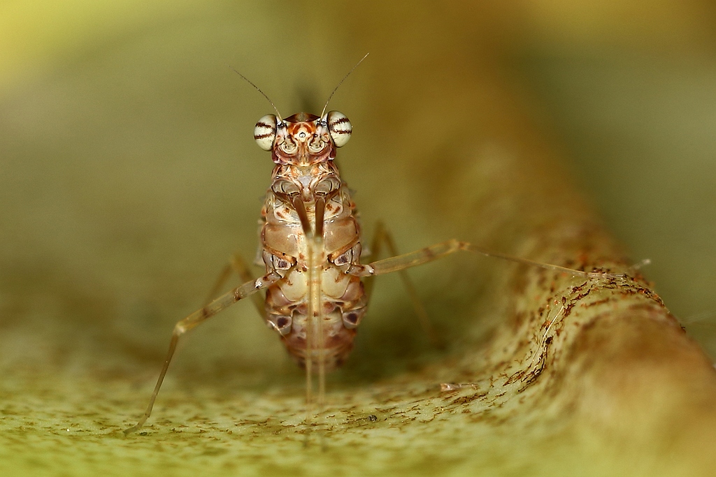 Nederpix.nl :: Nederpix.nl :: View nature picture - Cloeon dipterum ...