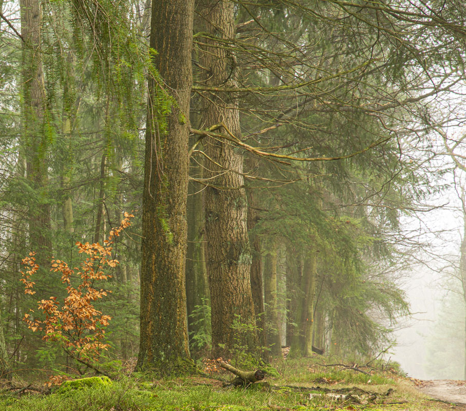Nederpix.nl :: Nederpix.nl :: View nature picture - Pseudotsuga ...