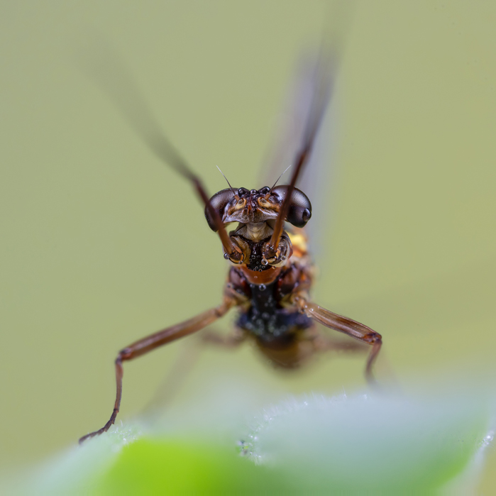 Nederpix.nl :: Nederpix.nl :: View nature picture - Ephemeroptera sp ...