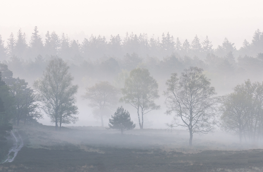 Nederpix.nl :: Nederpix.nl :: View nature picture - / Ochtend nevel