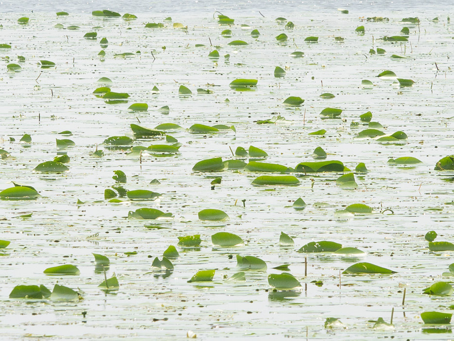 Nederpix.nl :: Nederpix.nl :: View nature picture - Nymphaea alba ...