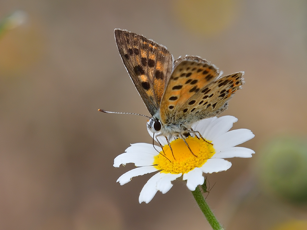 Nederpix.nl :: Nederpix.nl :: View nature picture - Lycaena bleusei ...