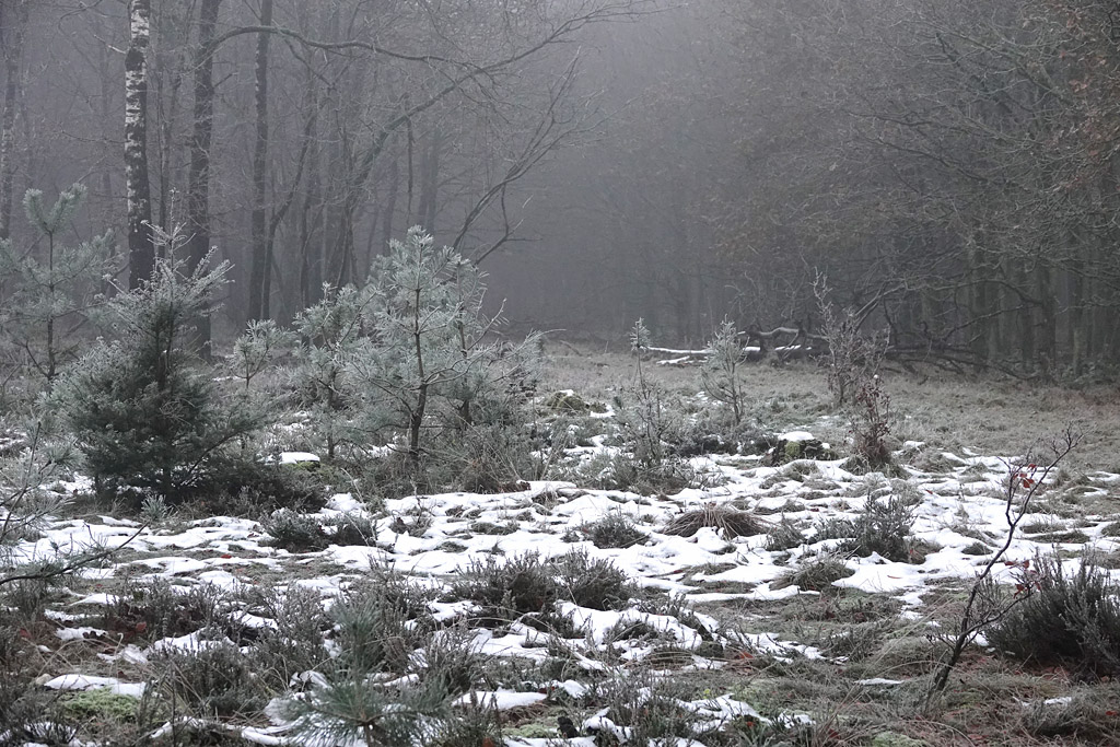 Nederpix.nl :: Nederpix.nl :: View nature picture - / Lichte rijp