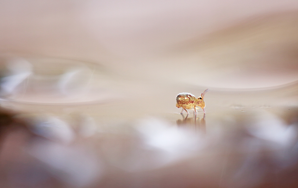 Nederpix.nl :: Nederpix.nl :: View nature picture - Collembola sp ...