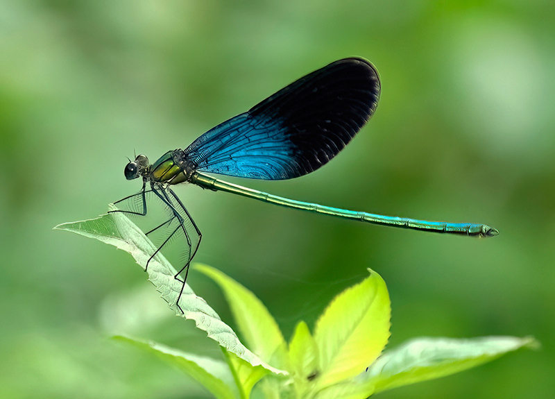 Nederpix.nl :: Nederpix.nl :: View nature picture - Matrona basilaris ...