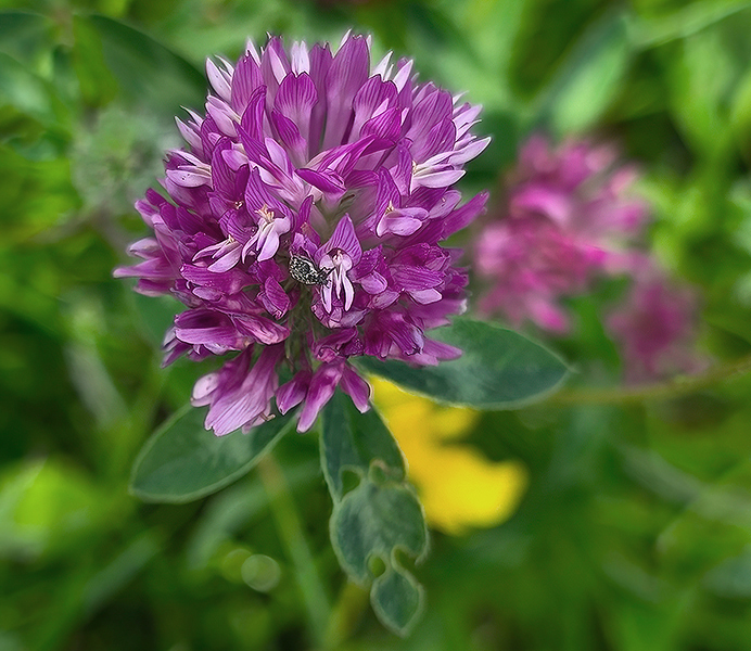Nederpix.nl :: Nederpix.nl :: View nature picture - Trifolium pratense ...