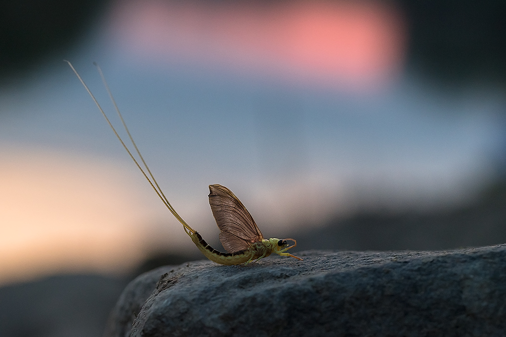 Nederpix.nl :: Nederpix.nl :: View nature picture - Palingenia ...