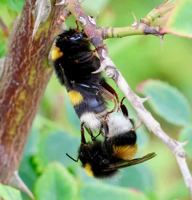 Nederpix.nl :: Nederpix.nl :: View nature picture - Bombus terrestris ...