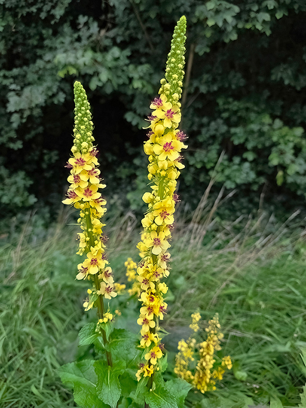 Nederpix.nl :: Nederpix.nl :: View nature picture - Verbascum nigrum ...