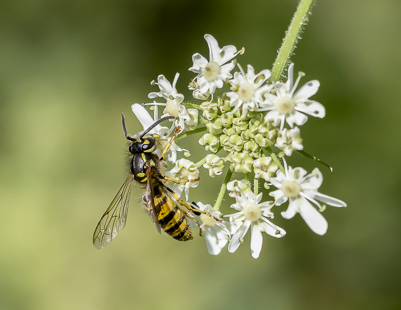 Nederpix.nl :: Nederpix.nl :: View nature picture - Vespula vulgaris ...