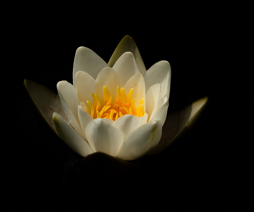Nederpix.nl :: Nederpix.nl :: View nature picture - Nymphaea alba ...