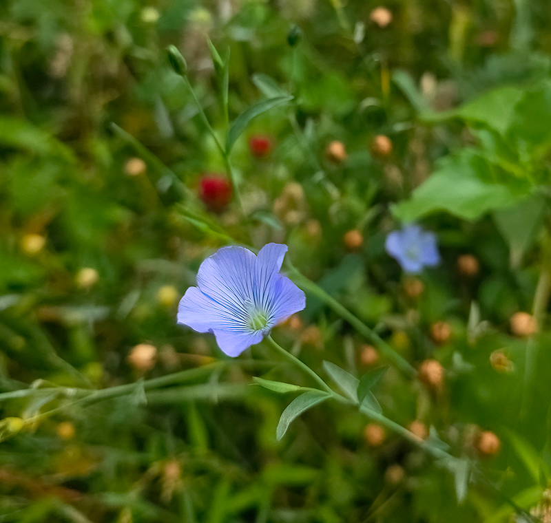 Nederpix.nl :: Nederpix.nl :: View nature picture - Linum usitatissimum ...