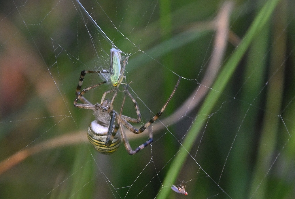 Nederpix.nl :: Nederpix.nl :: View nature picture - Argiope bruennichi ...